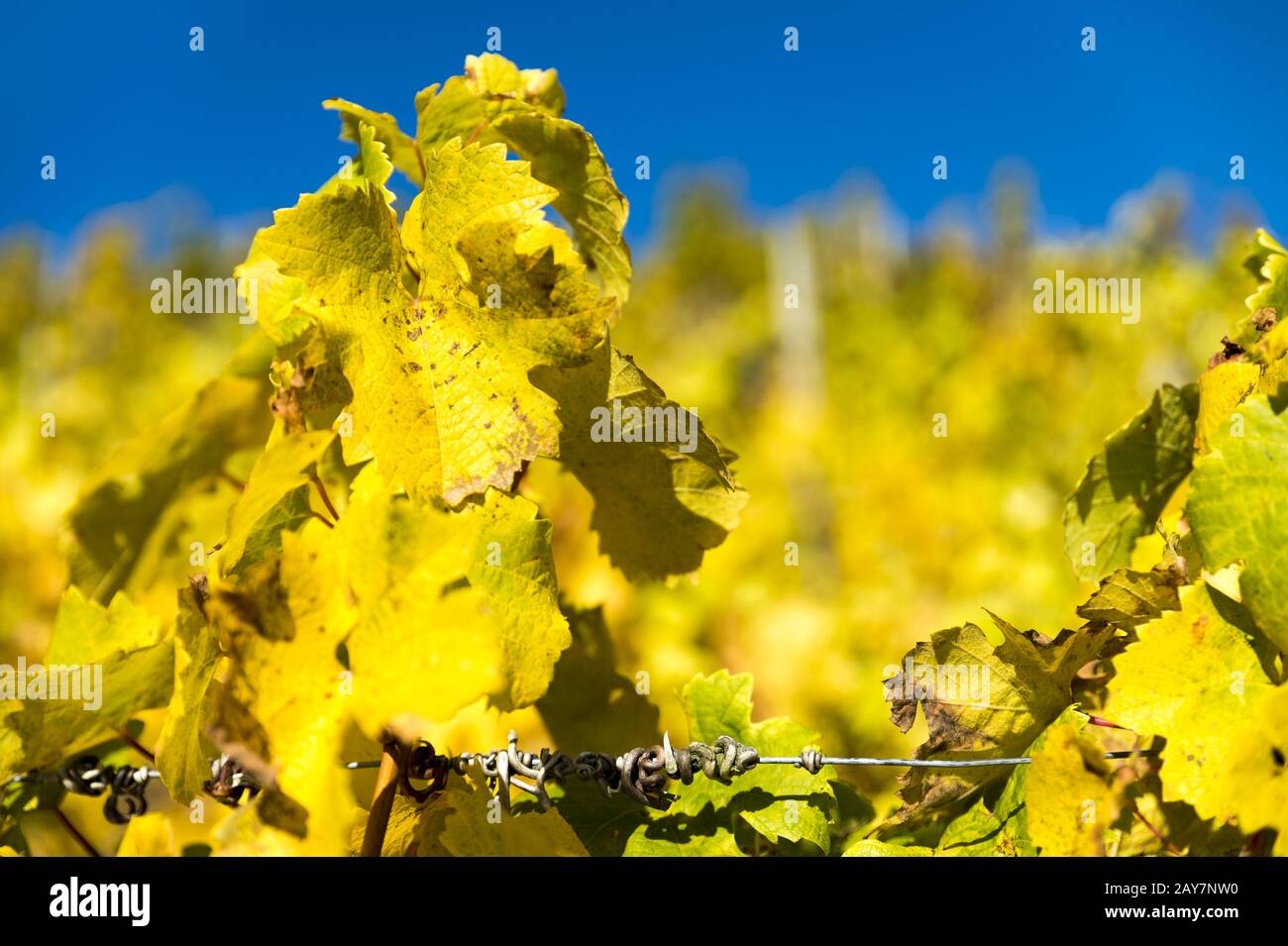 Yellow vine leaves Stock Photo - Alamy