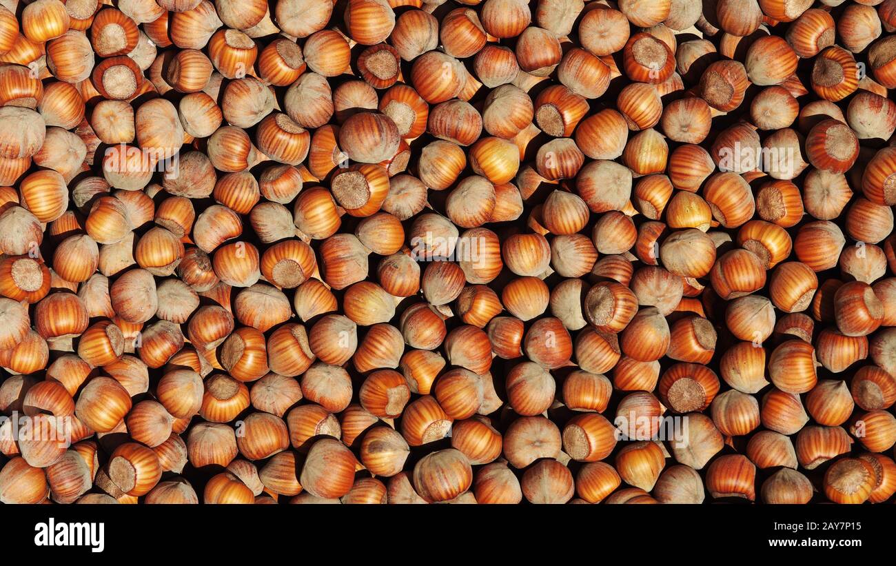 Hazelnut harvest hi-res stock photography and images - Alamy