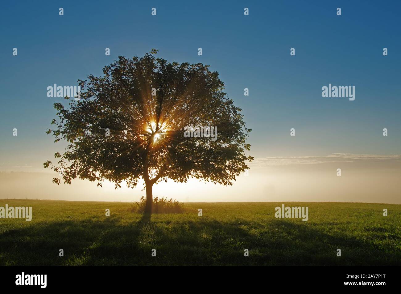 Tree in the back light Stock Photo - Alamy