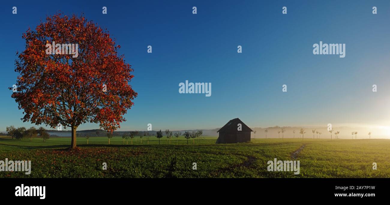 Maple tree in the morning sun Stock Photo - Alamy