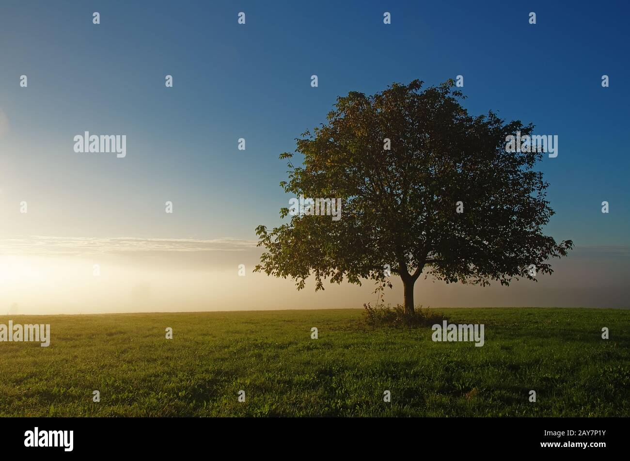 Tree in the morning sun Stock Photo - Alamy