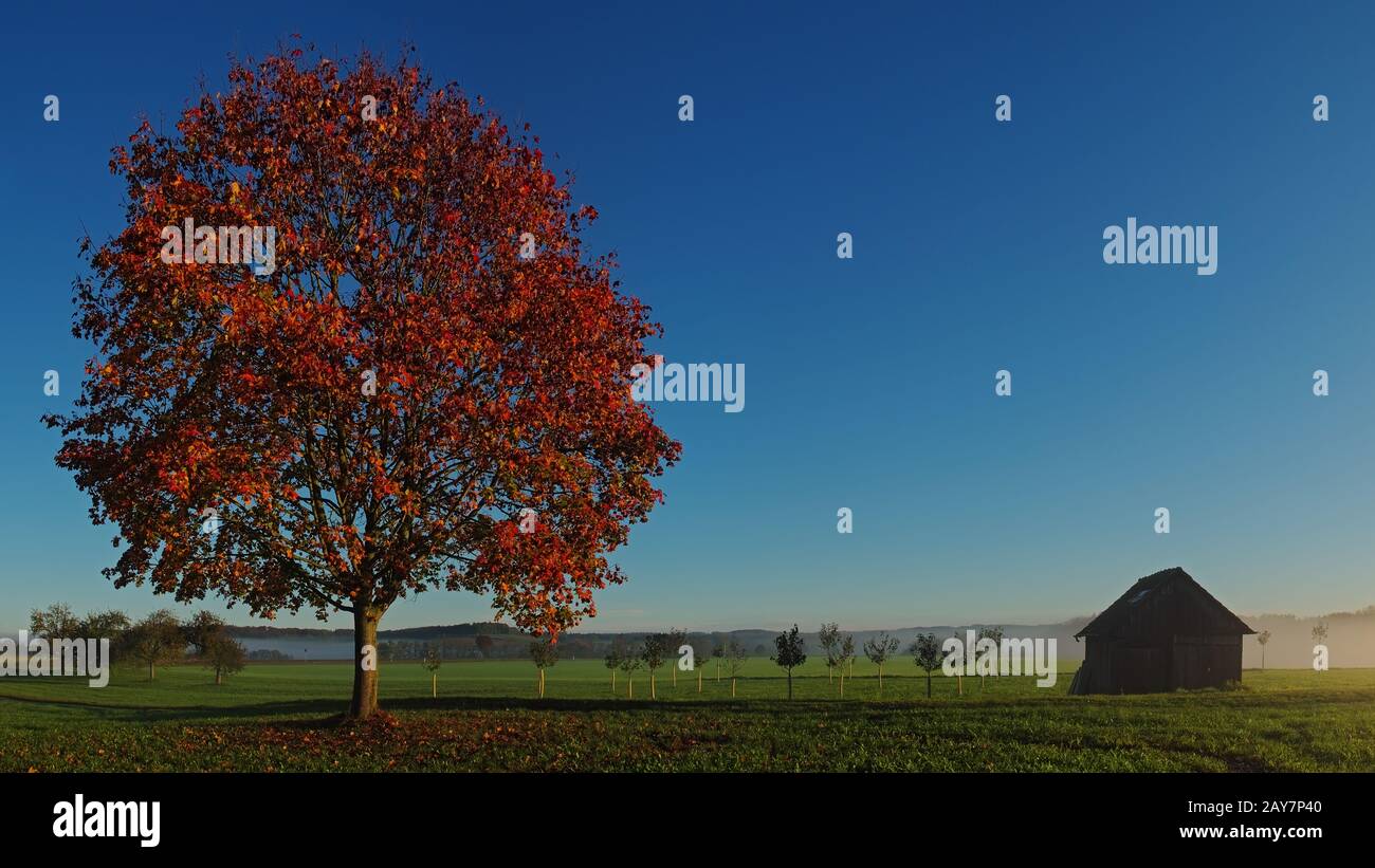 Maple tree in the morning sun Stock Photo - Alamy