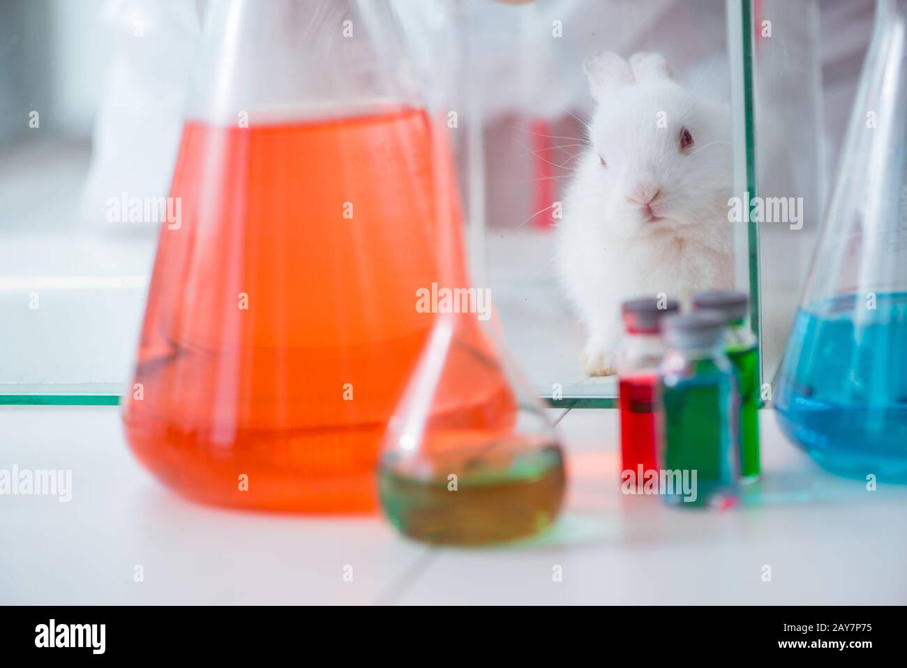 White rabbit in scientific lab experiment Stock Photo - Alamy