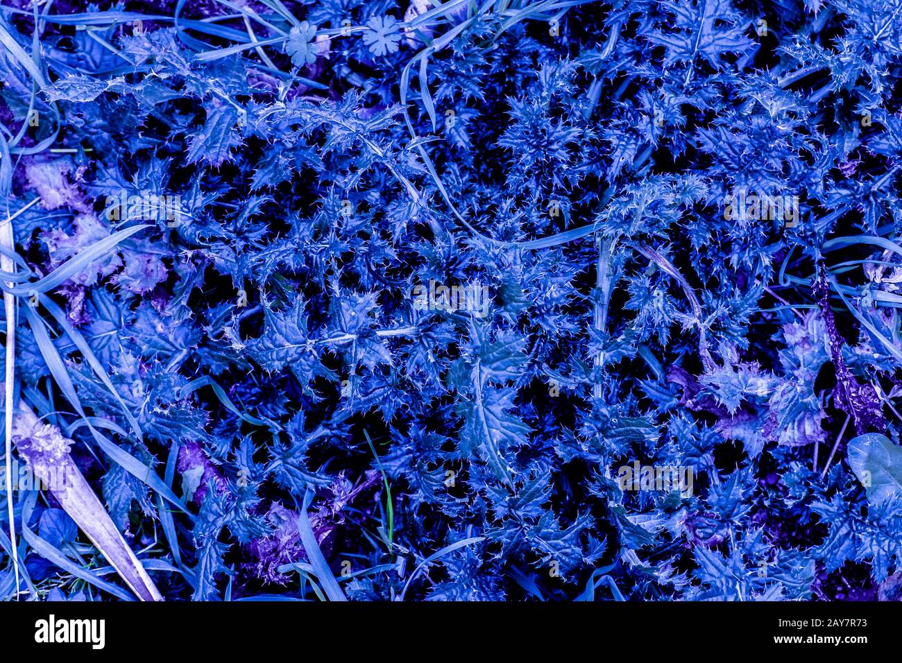 Blue colored weeds as texture / background Stock Photo - Alamy