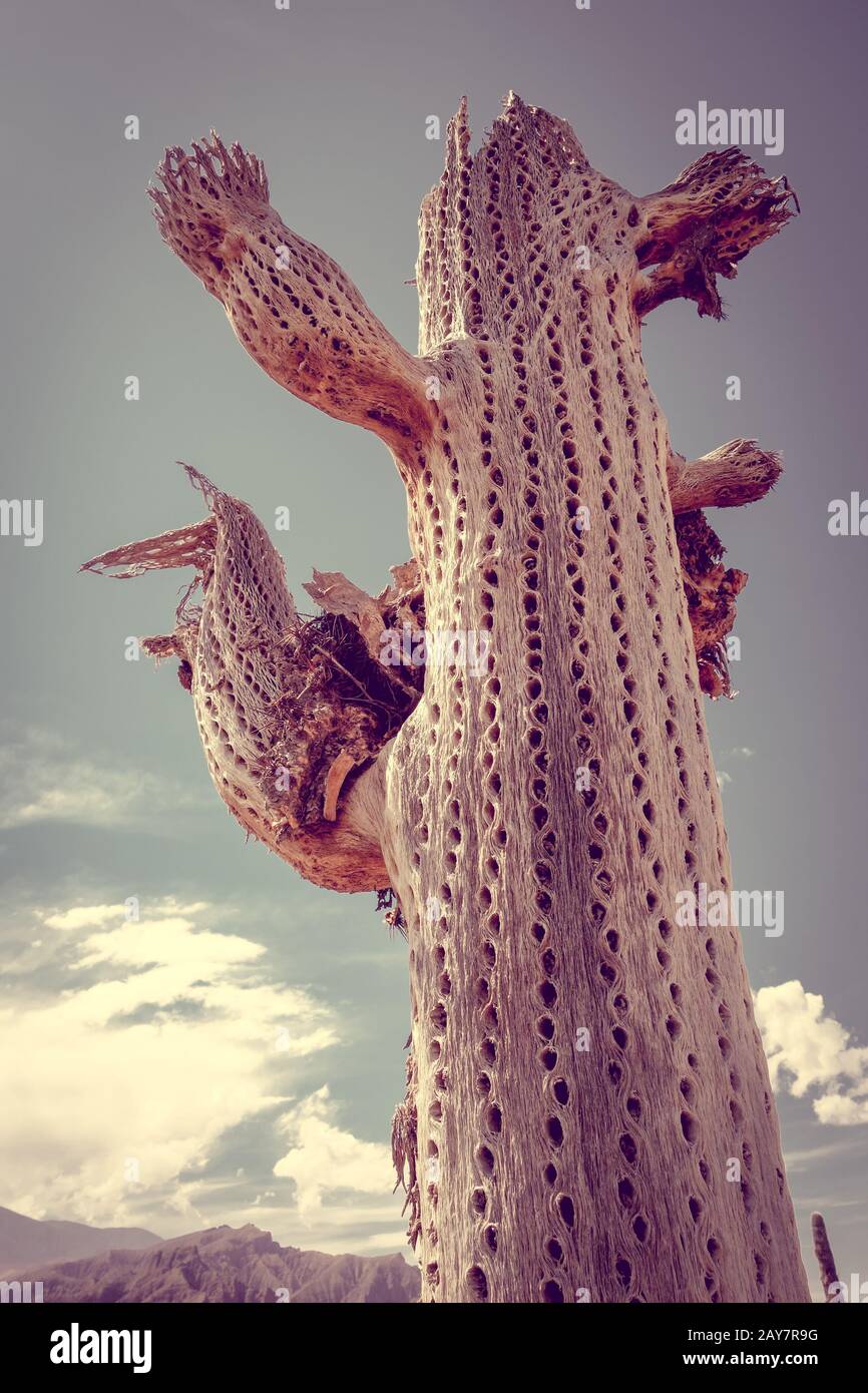 Dry giant cactus in the desert, Argentina Stock Photo - Alamy