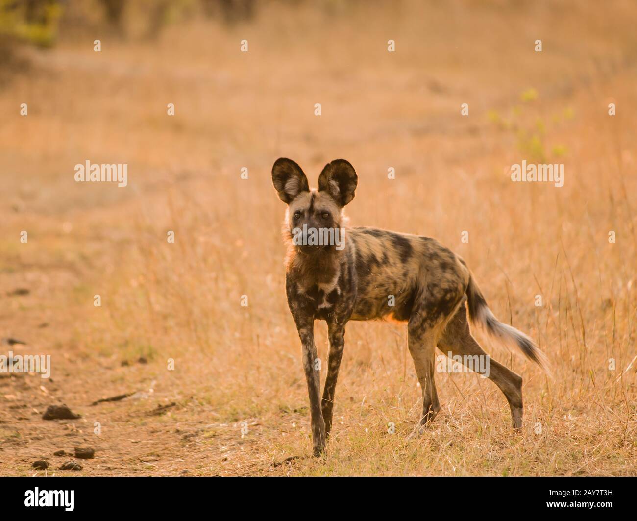 African wild dogs in the Savannah off in Zimbabwe, South Africa Stock ...