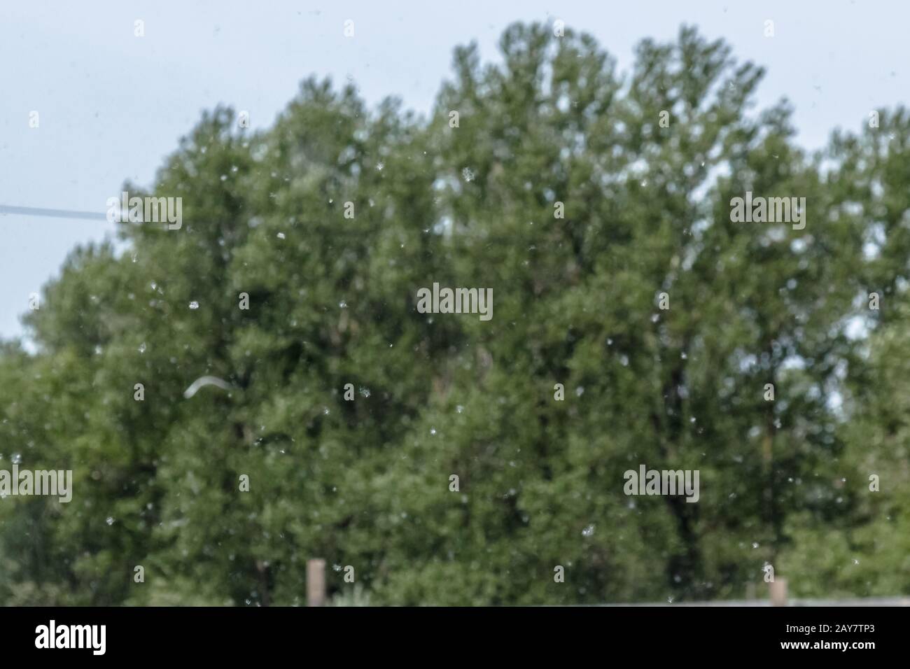 fluff lies on the edge of the road. Fluffy tree seeds poplar ...