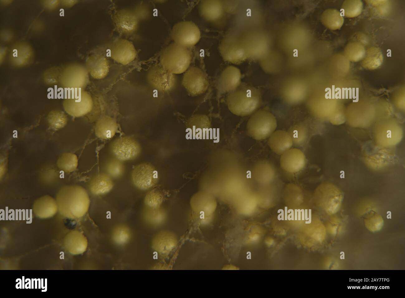Round fungus on plywood close up shot Stock Photo - Alamy