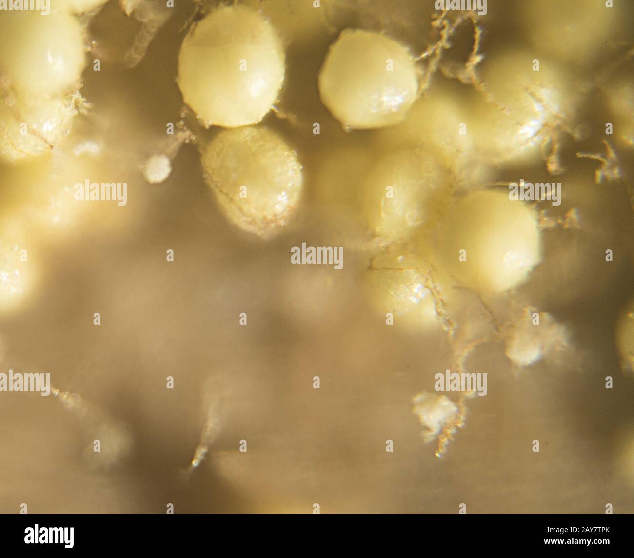 Round fungus hi-res stock photography and images - Alamy