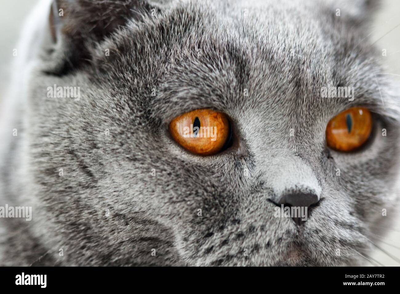 The Scottish Fold is a breed of domestic cat with a natural dominant ...