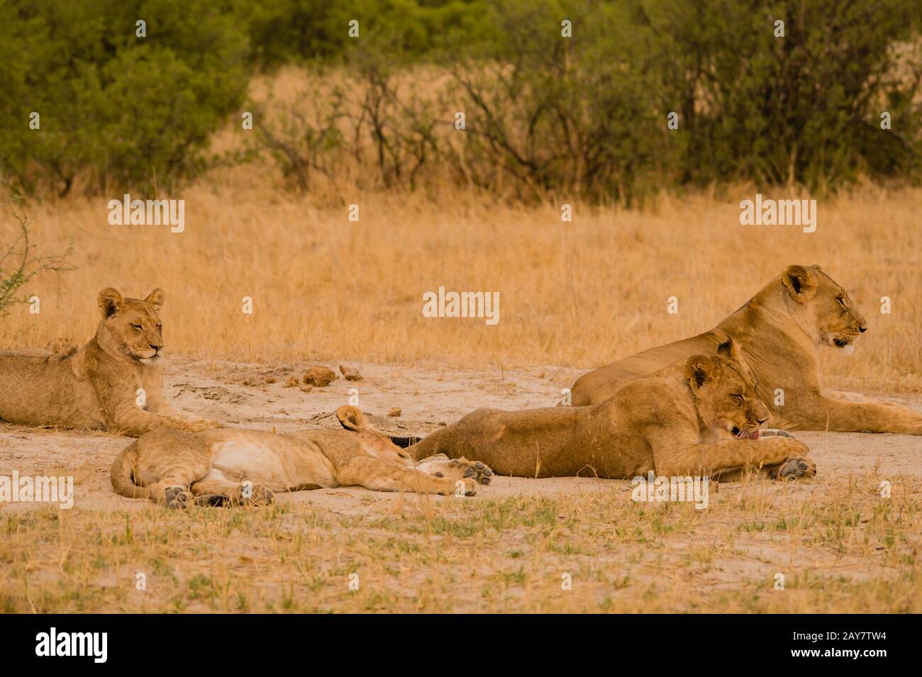 Lionesses group in the savanna of in Zimbabwe, South Africa Stock Photo ...
