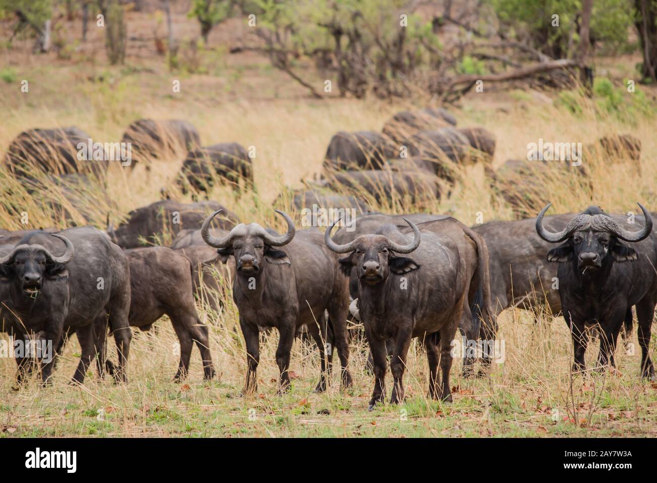 Kaffir buffalo in the savanna of in Zimbabwe, South Africa Stock Photo ...