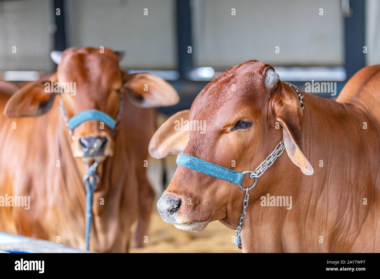 Brazilian cow hi-res stock photography and images - Alamy
