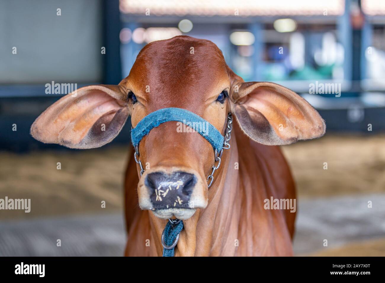 Brazilian Zebu elite cattle in a exhibition park Stock Photo - Alamy