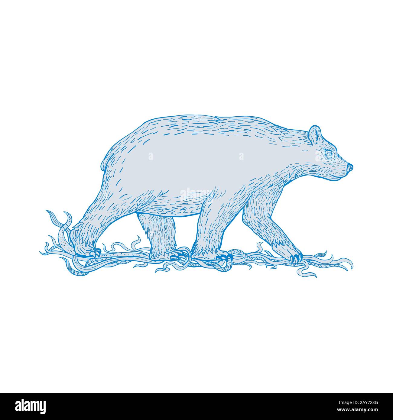 Bear Drawing High Resolution Stock Photography and Images - Alamy