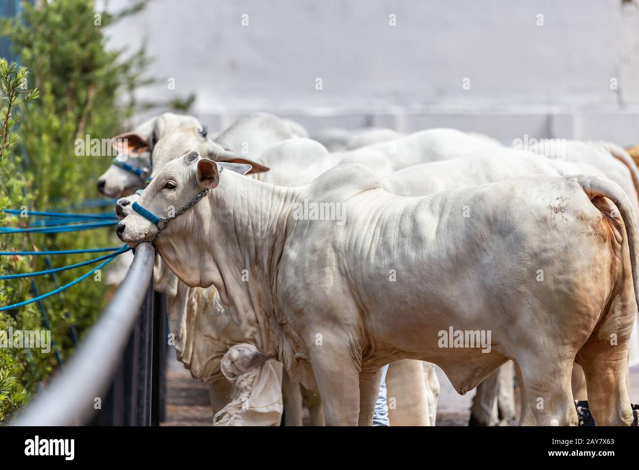Brazilian Zebu elite cattle in a exhibition park Stock Photo - Alamy