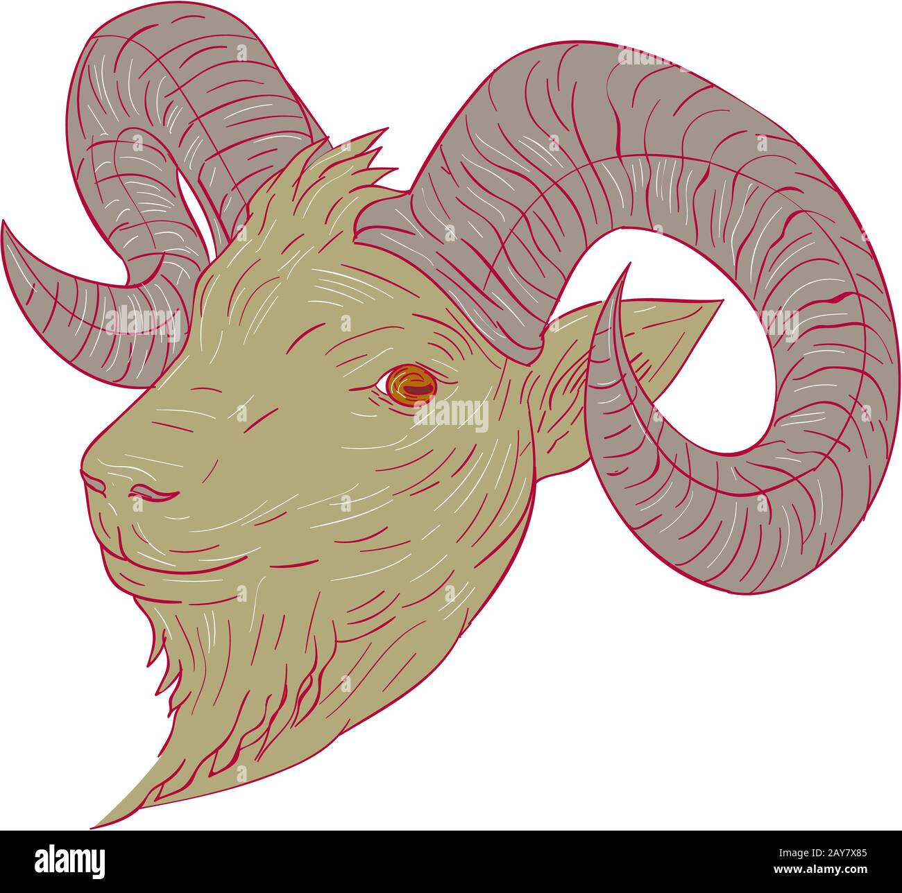 Mountain Goat Ram Head Drawing Stock Photo - Alamy