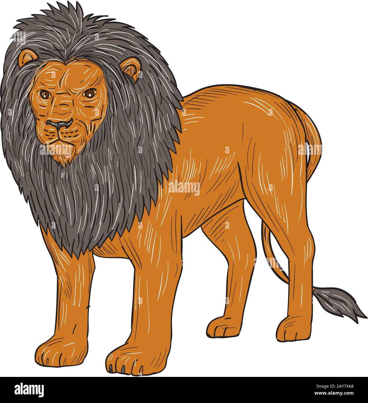 Lion Hunting Surveying Prey Drawing Stock Photo - Alamy