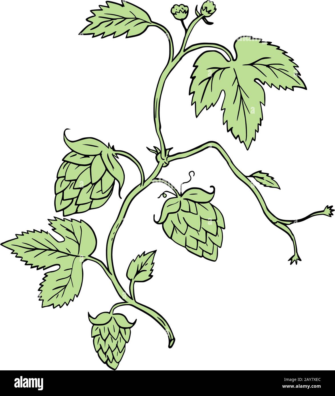 Hop Vine Illustration