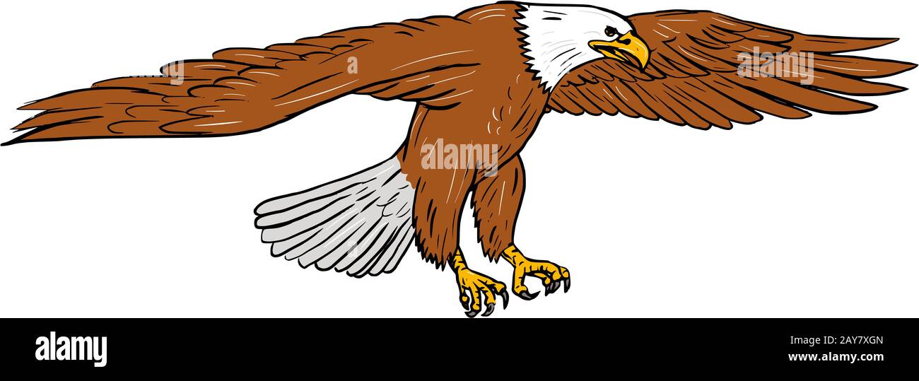 Bald Eagle Swooping Drawing Stock Photo - Alamy