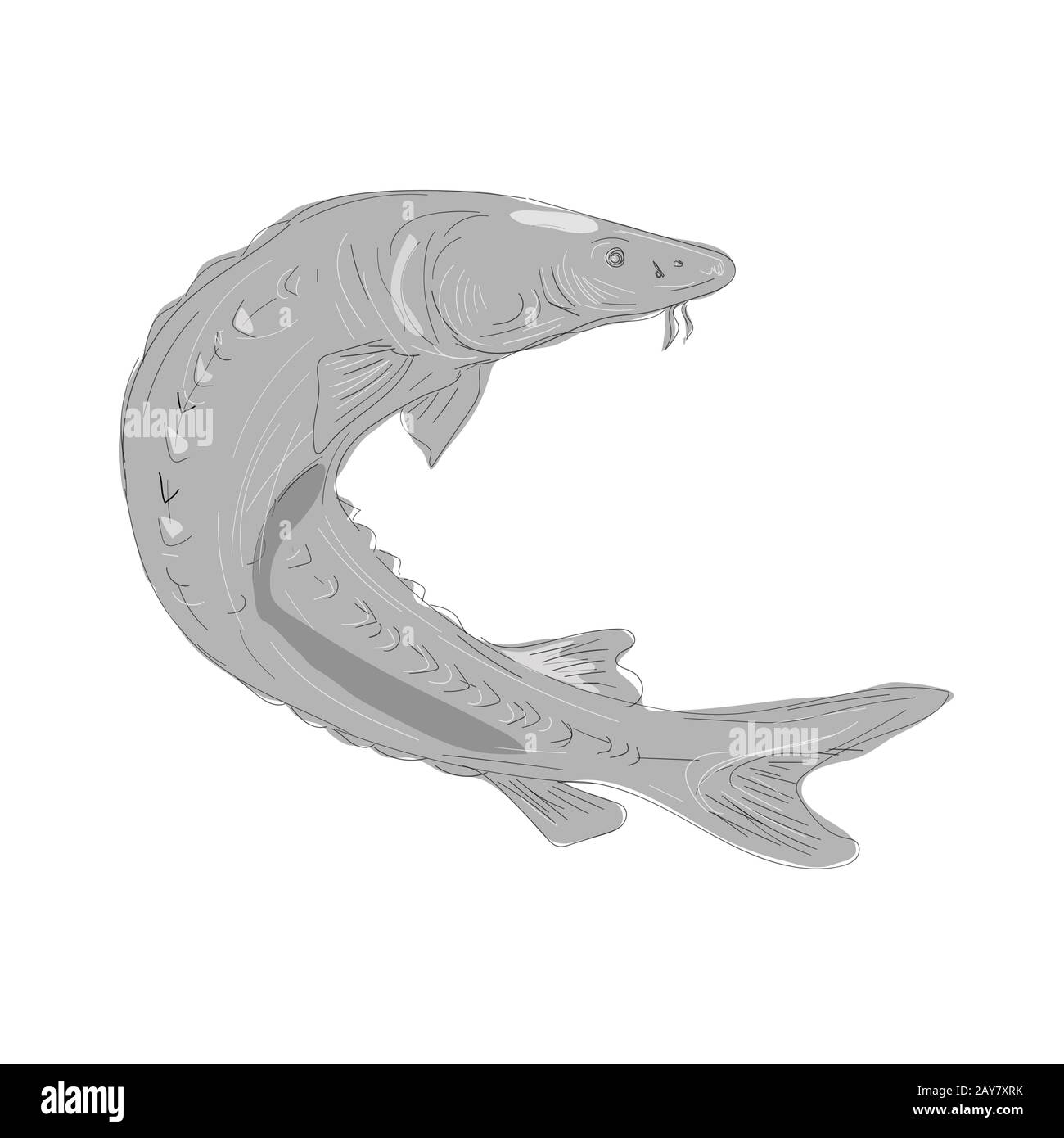 Sturgeon drawing hi-res stock photography and images - Alamy