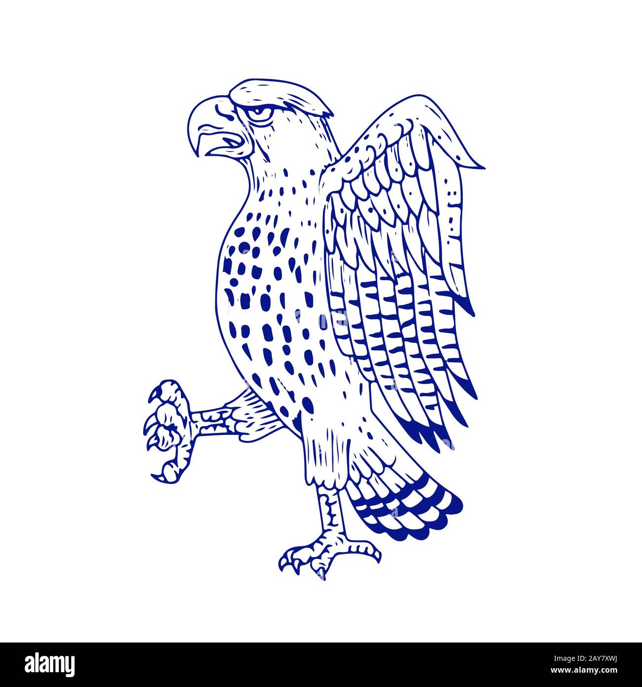 Ink drawing hawk hi-res stock photography and images - Alamy
