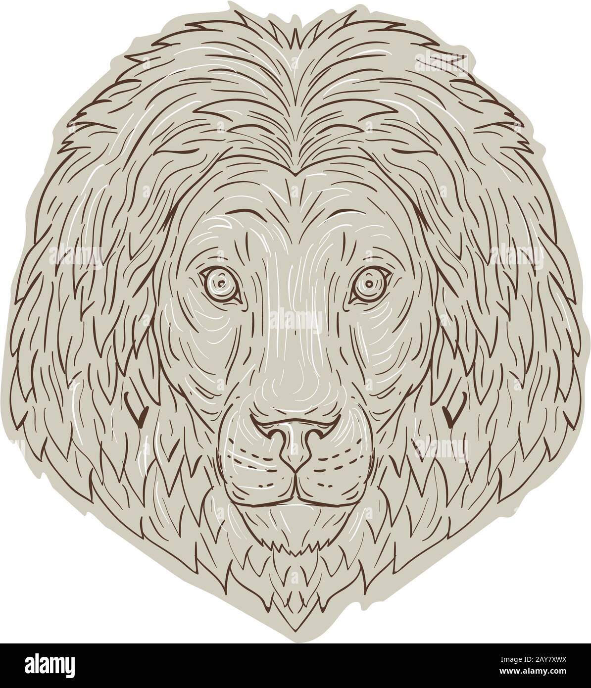 Lion Big Cat Head Mane Drawing Stock Photo - Alamy