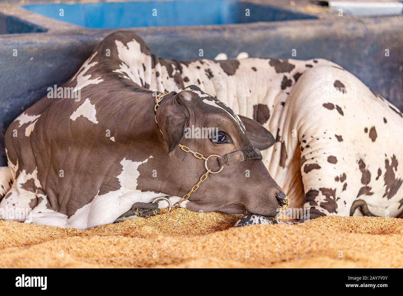 Zebu genetics hi-res stock photography and images - Alamy