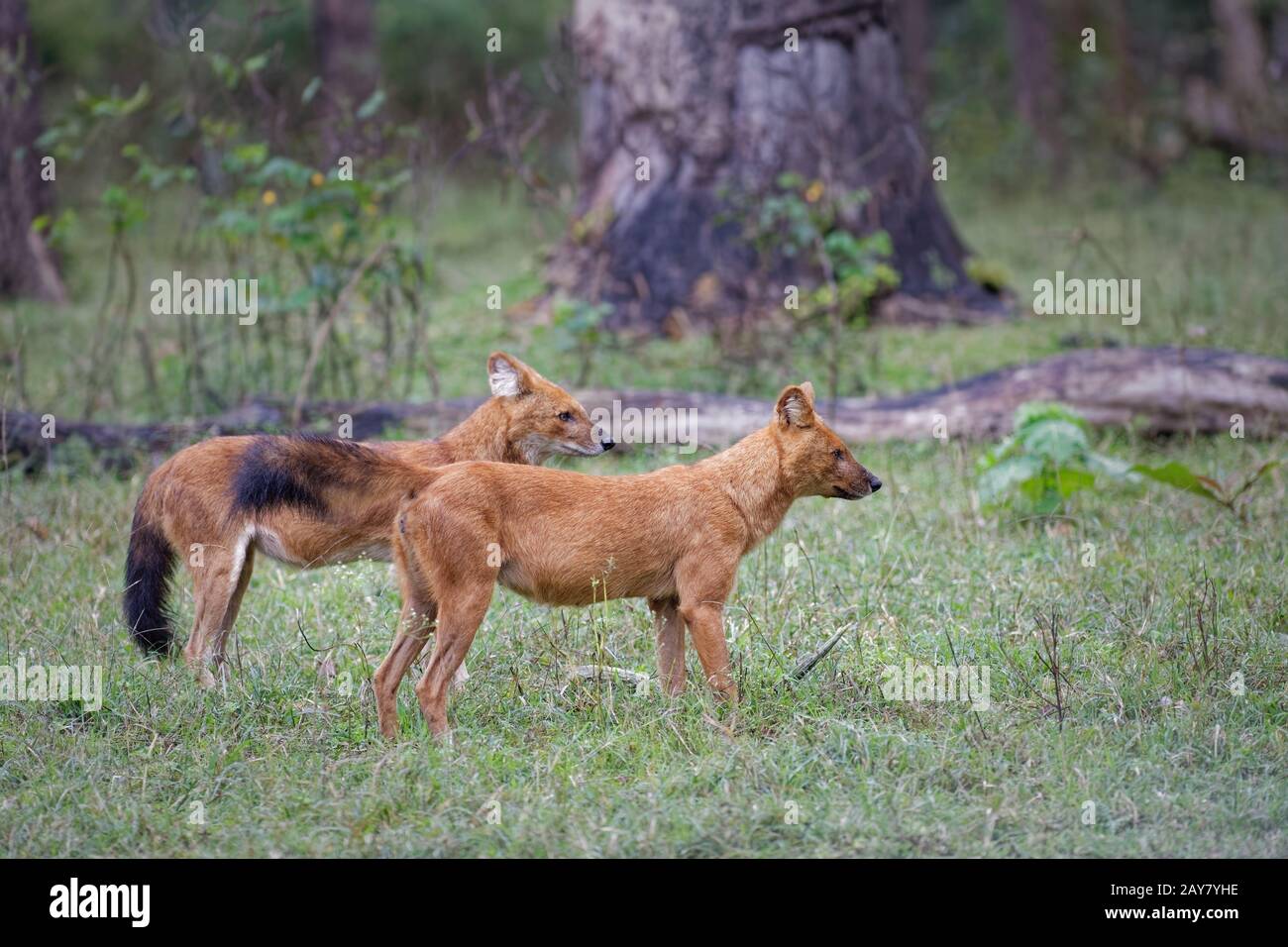 Indian Wild Dog aka Indian Dhole Stock Photo - Alamy