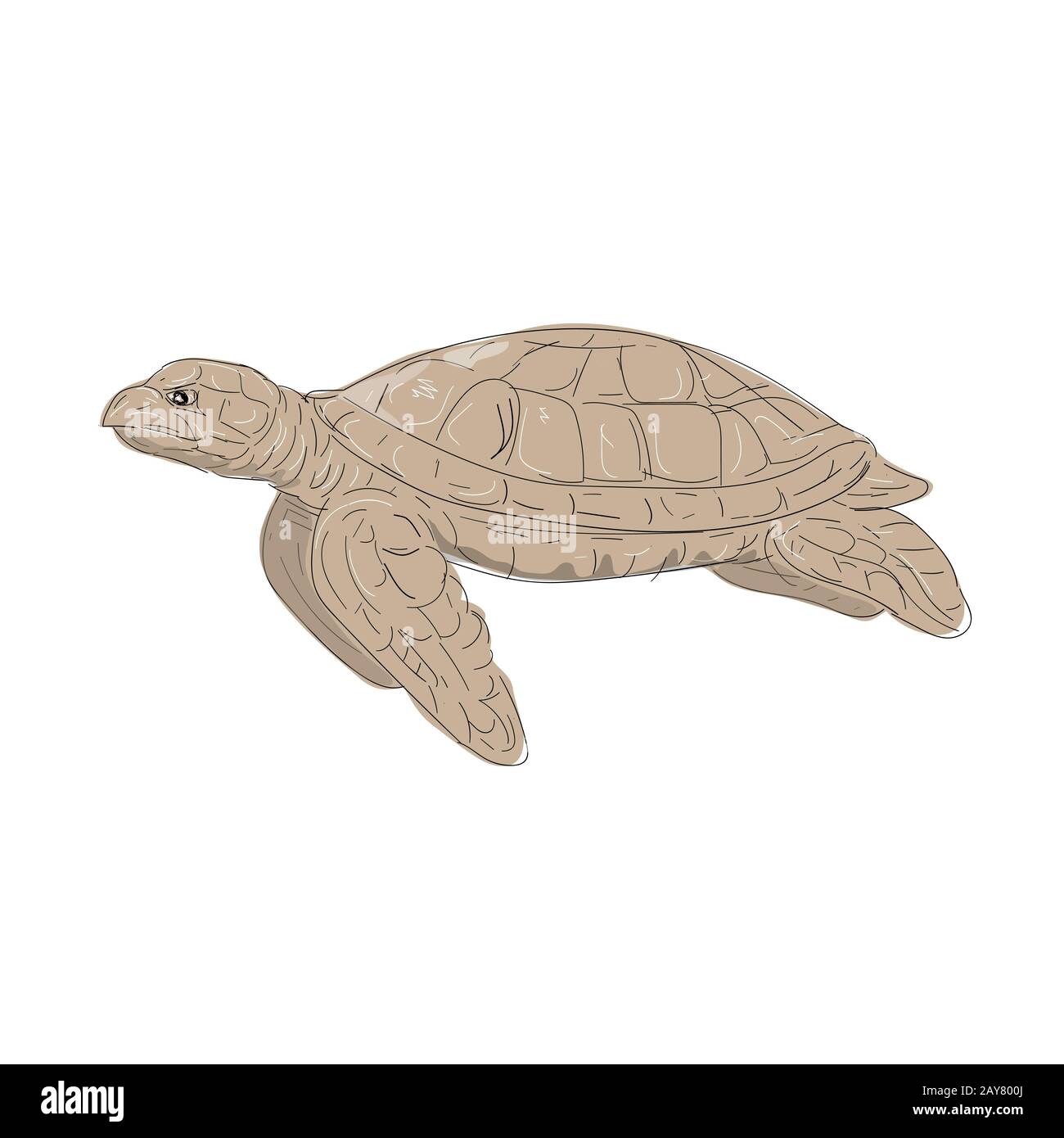 Turtle Drawing Dimension
