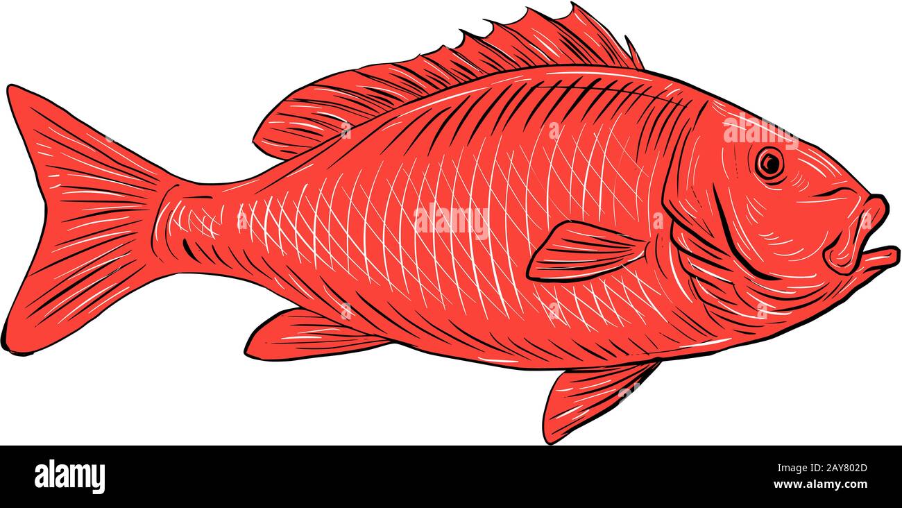 Red snapper fish swimming Cut Out Stock Images & Pictures - Alamy