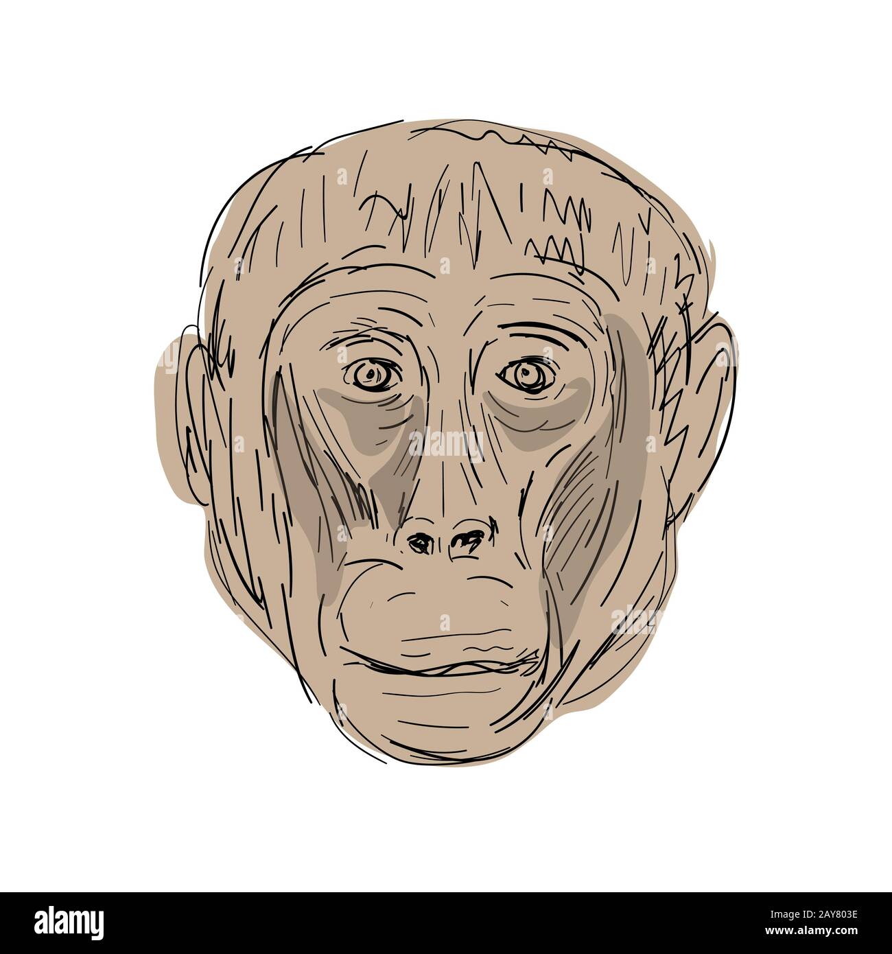 Gelada Monkey Head Drawing Stock Photo - Alamy
