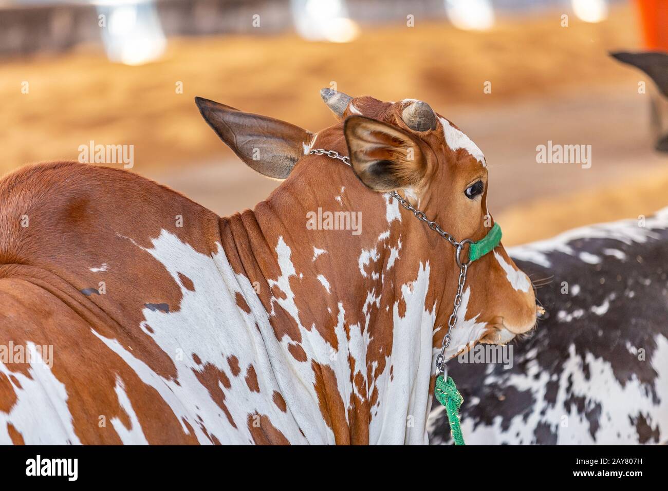 Brazilian Zebu elite cattle in a exhibition park Stock Photo - Alamy