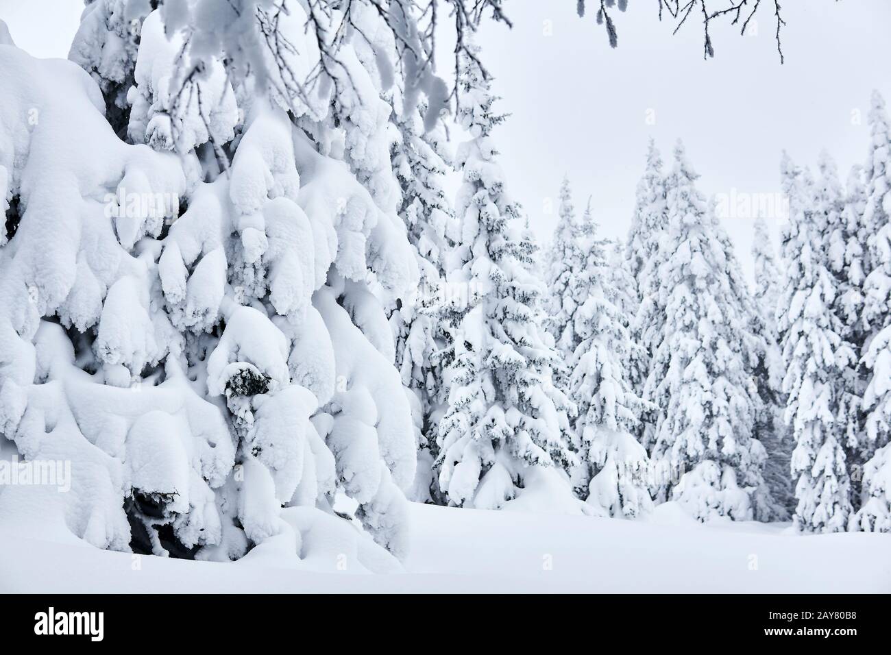 landscape - mountain winter forest after heavy snowfall Stock Photo - Alamy