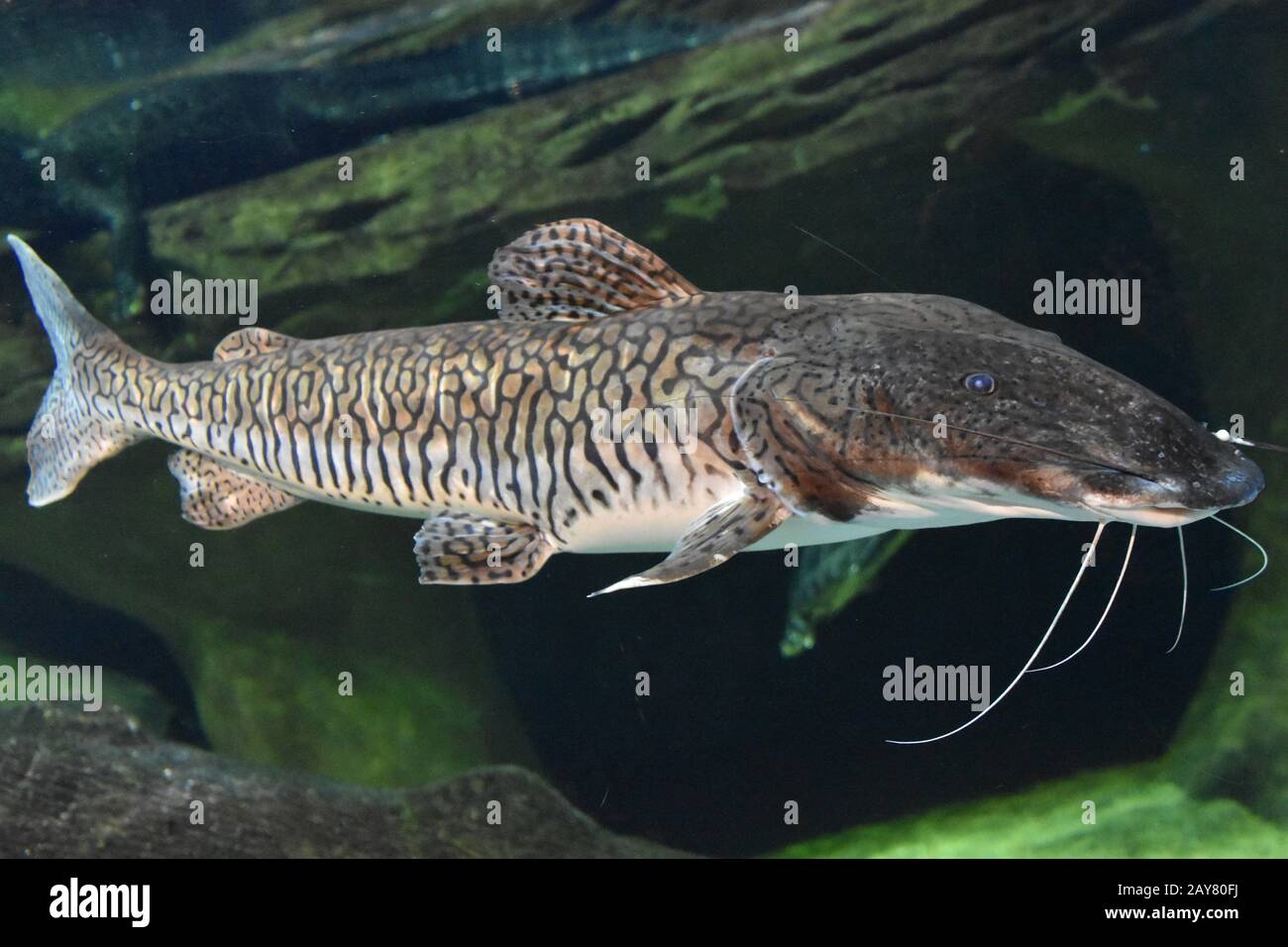 Subtropical freshwater fish hi-res stock photography and images - Alamy