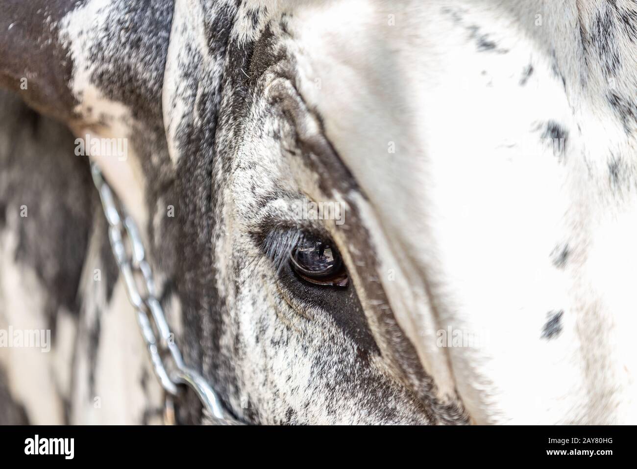 Zebu genetics hi-res stock photography and images - Alamy