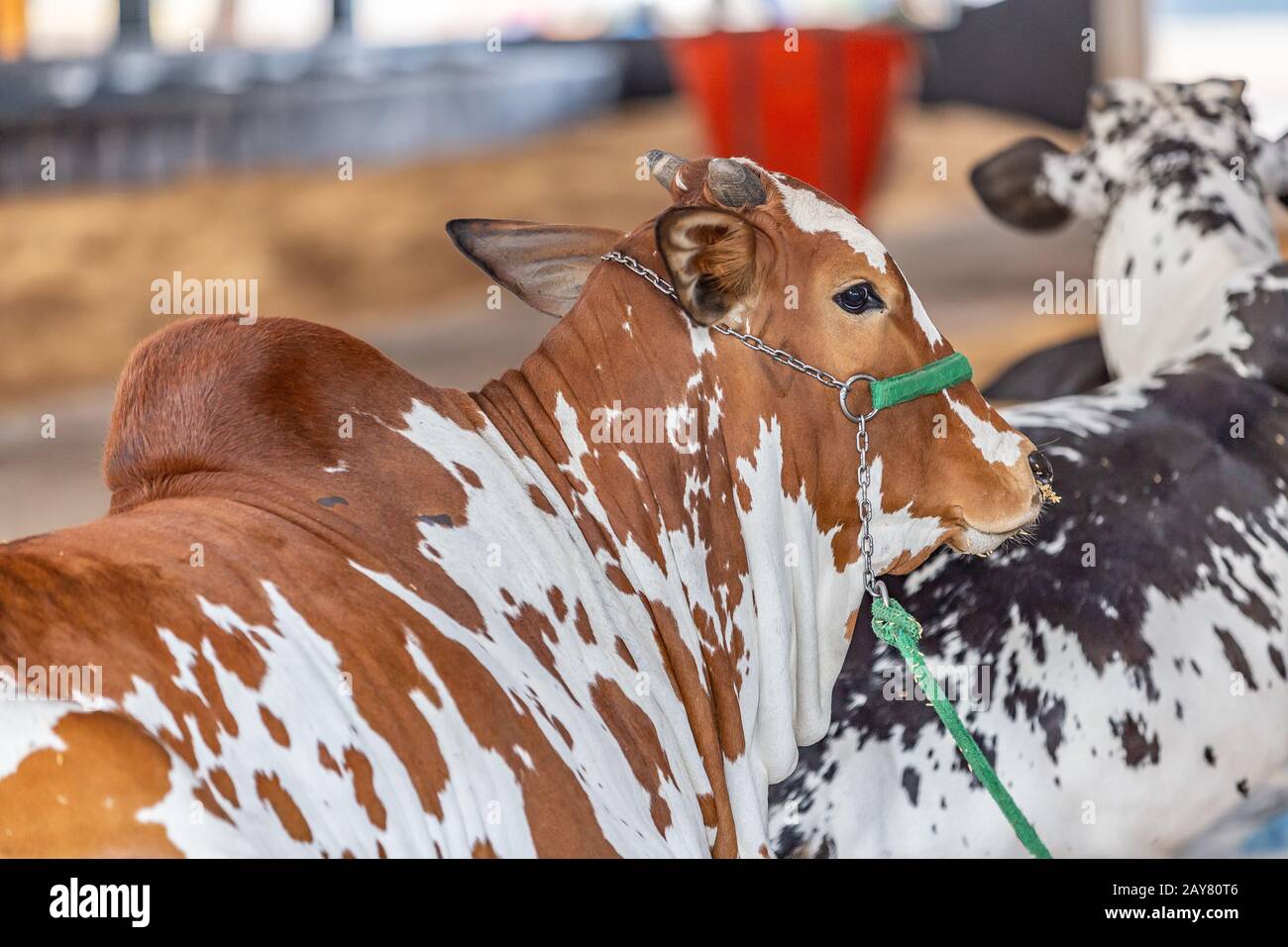 Zebu genetics hi-res stock photography and images - Alamy