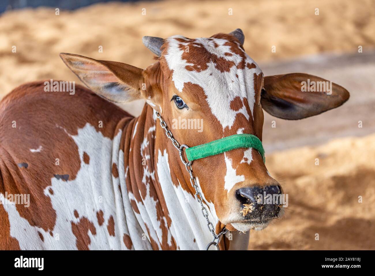 Brazilian Zebu elite cattle in a exhibition park Stock Photo - Alamy