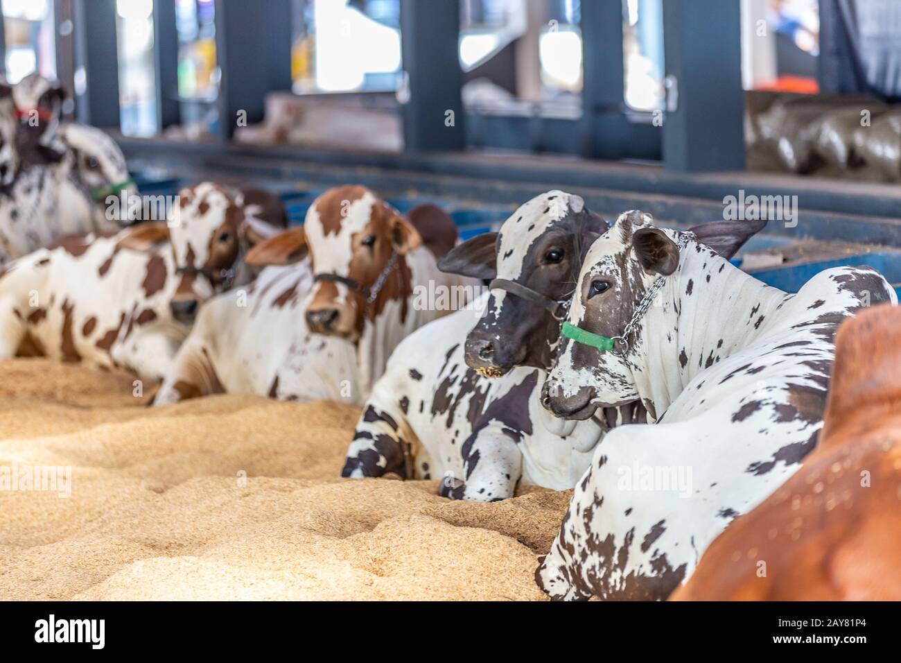 Brazilian Zebu elite cattle in a exhibition park Stock Photo - Alamy