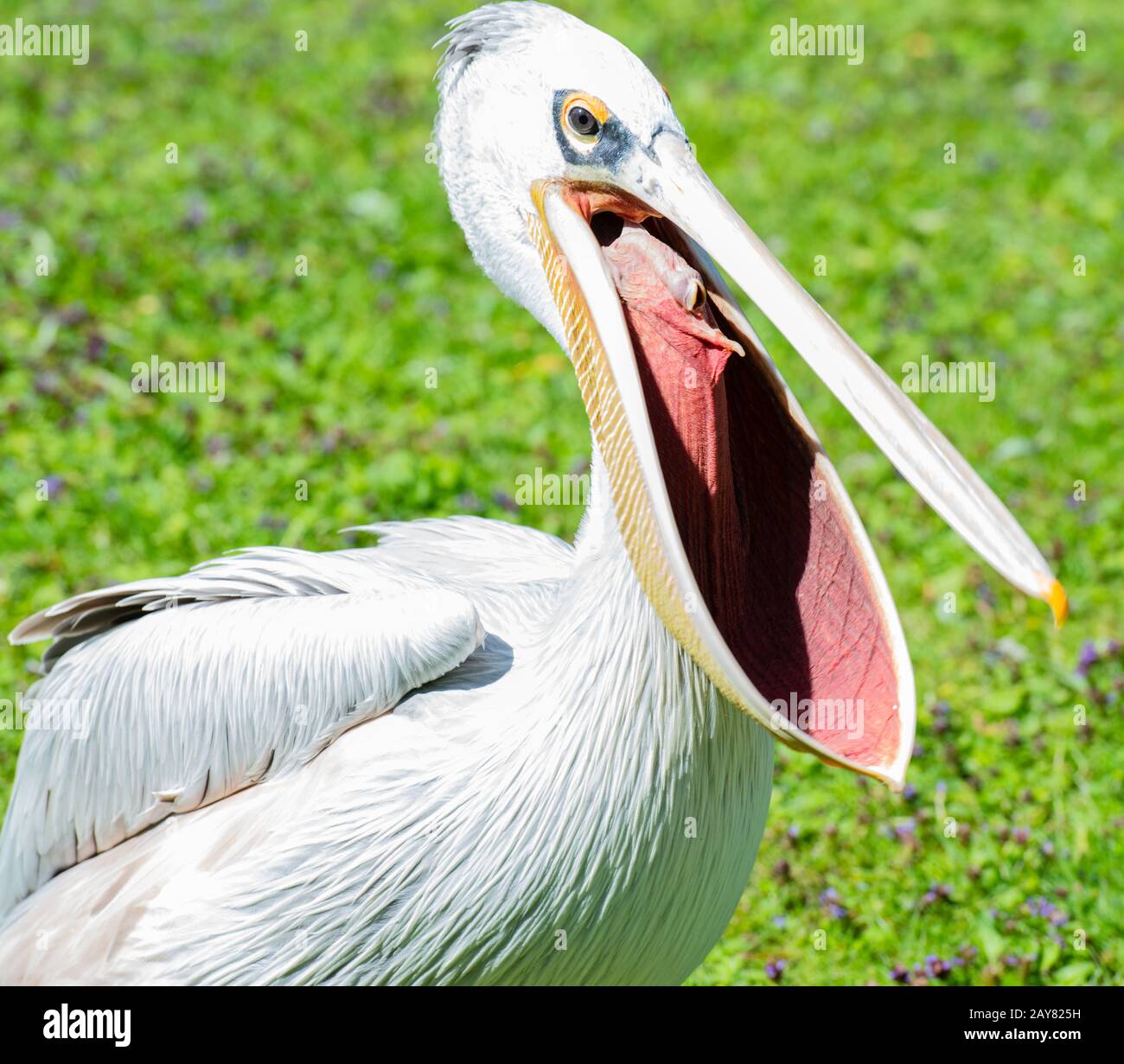 Red-ragged girly cultivates its soft plumage Stock Photo - Alamy