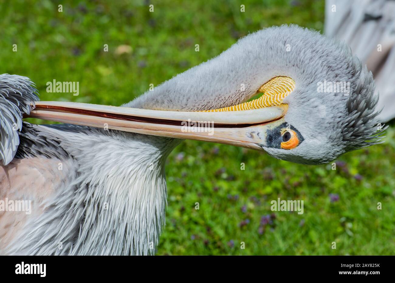 Red-ragged girly cultivates its soft plumage Stock Photo - Alamy