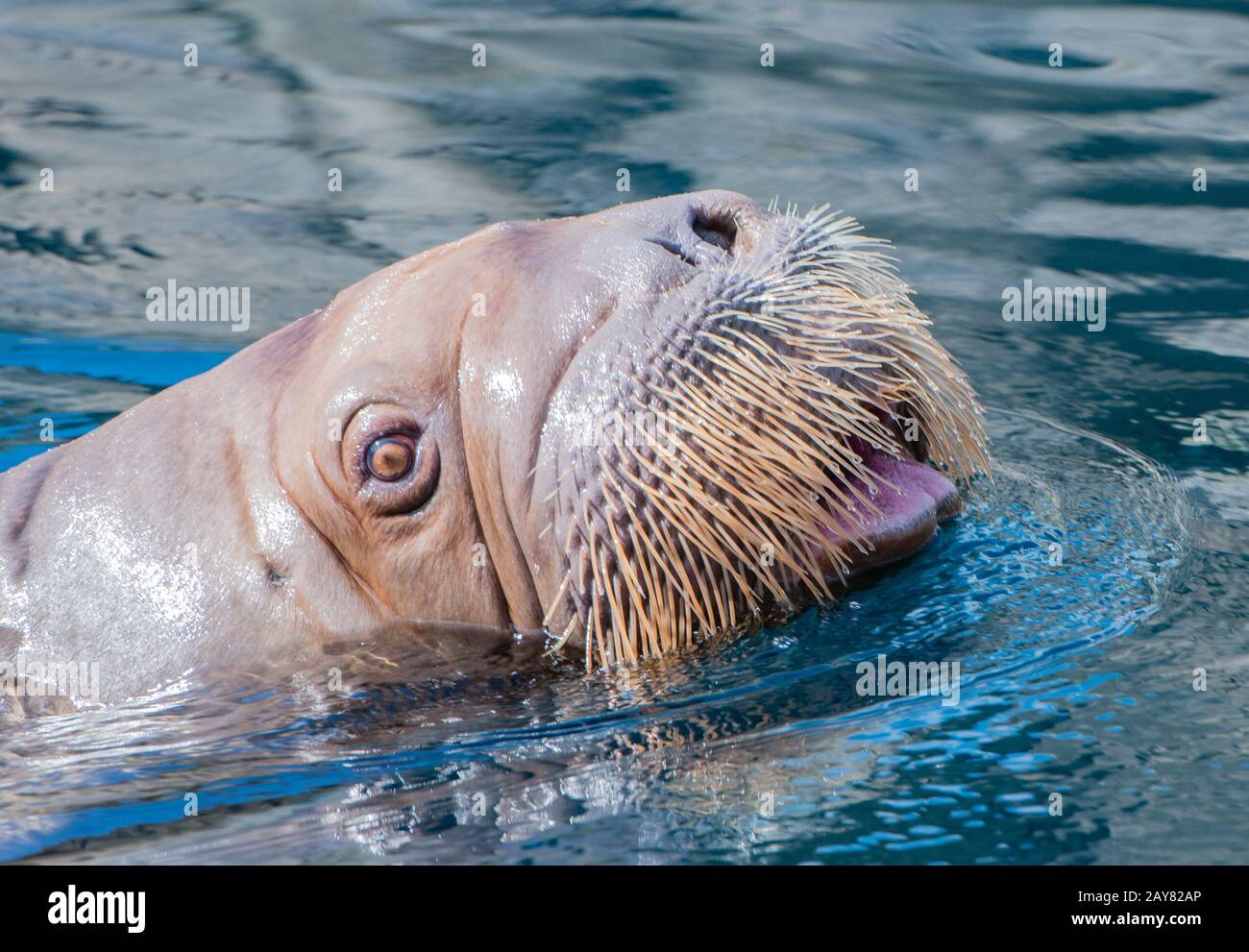 Walrus alaska hi-res stock photography and images - Alamy