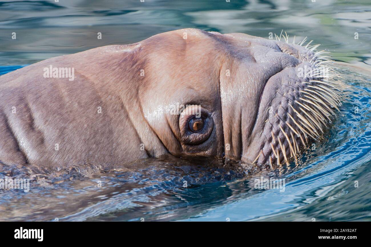 Walrus alaska hi-res stock photography and images - Alamy