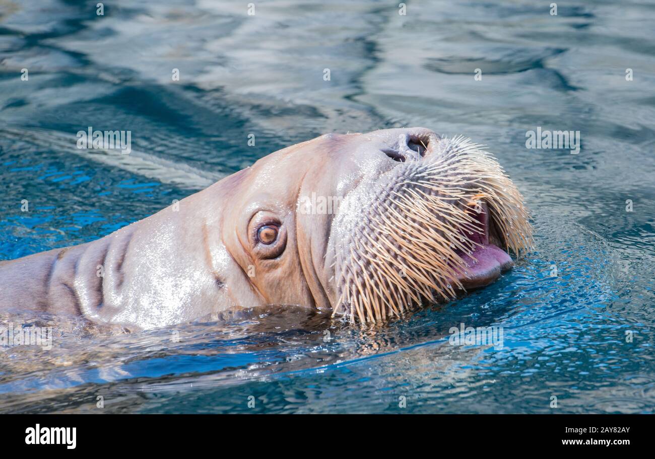 Walrus alaska hi-res stock photography and images - Alamy