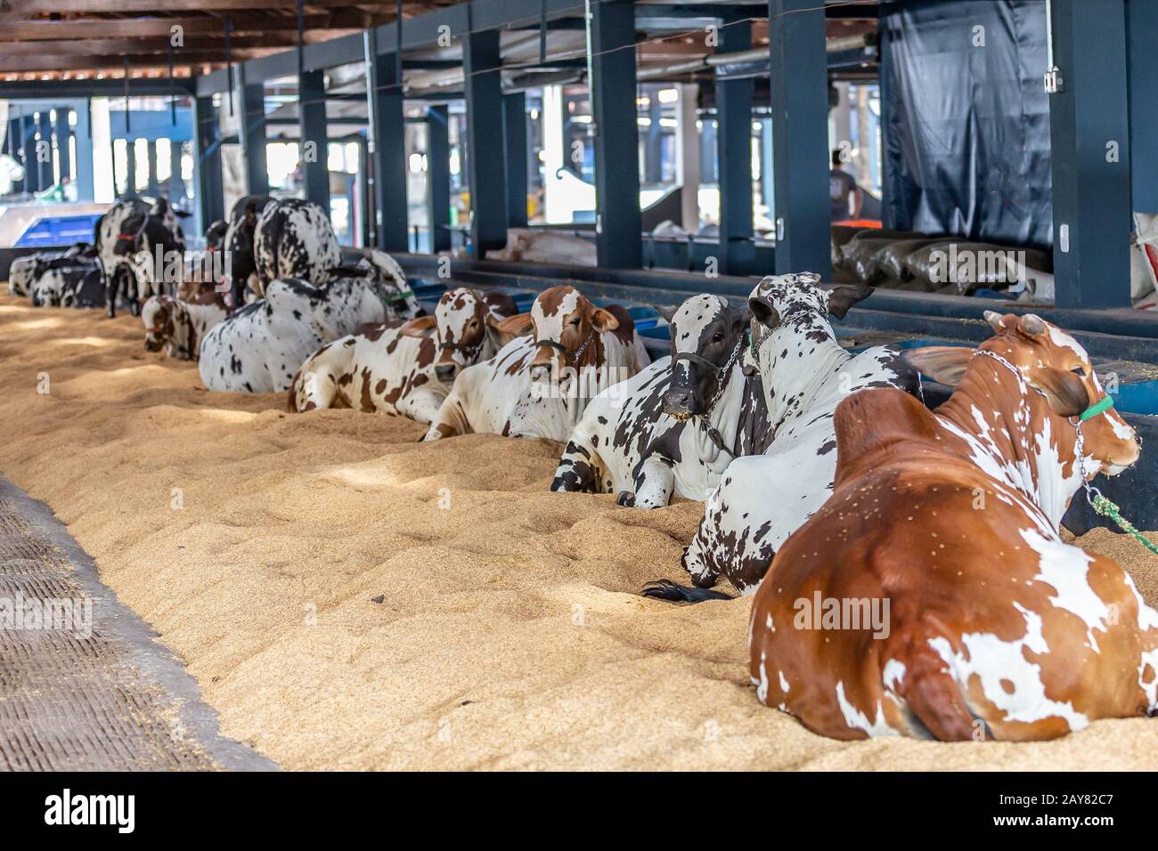 Zebu genetics hi-res stock photography and images - Alamy