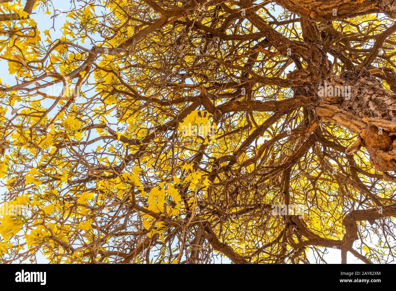 Yellow flower tree seen from bellow in the afternoon with no people ...