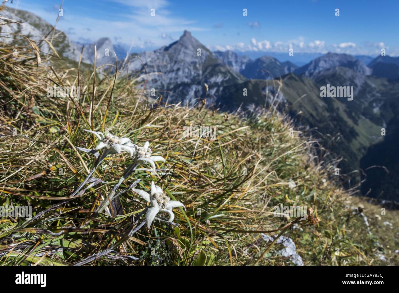 Edelweiss in alps hi-res stock photography and images - Alamy