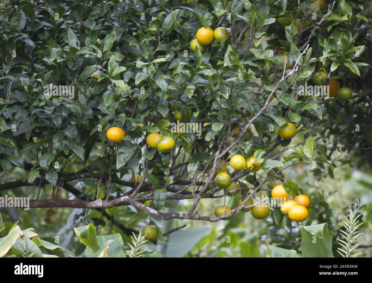 Orange, Faja do conde, Island Flores, Azoren, Portugal Stock Photo - Alamy