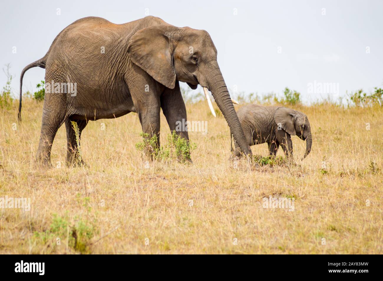Elephant and his cub in the savanna Stock Photo - Alamy