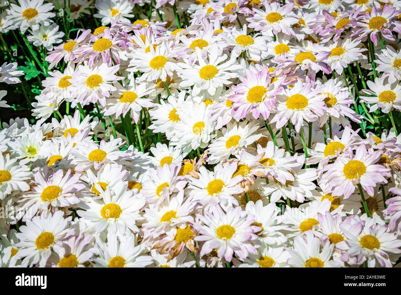 Flowers plantation growing in a farm. Holambra, Sao Paulo State Stock ...